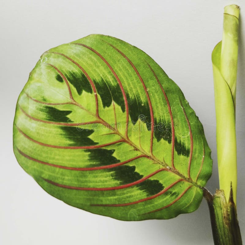 Prayer plant leaf stock illustration. Illustration of green - 137440671