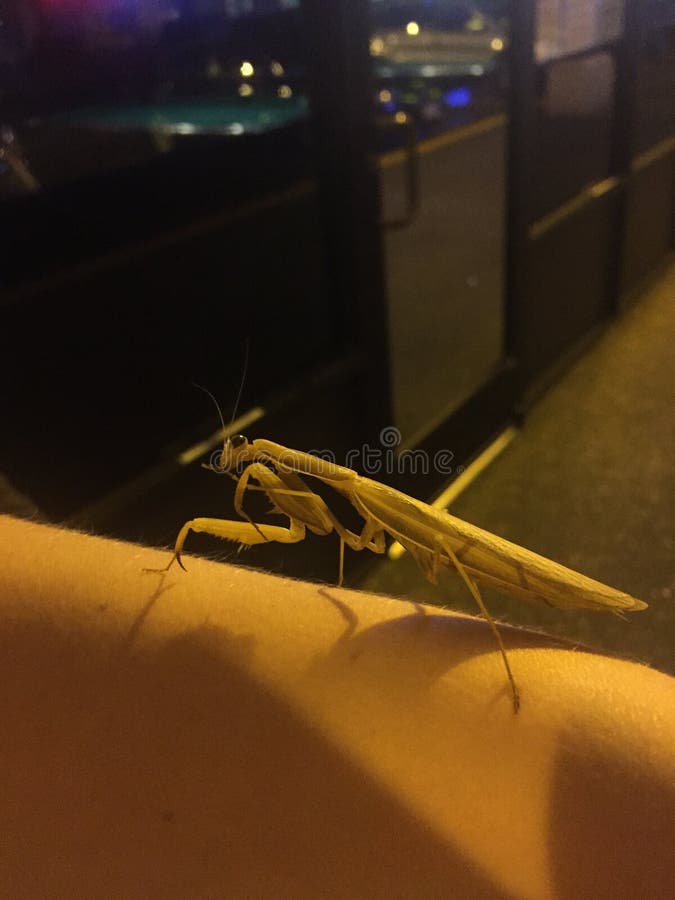 Praying at the bar. stock image. Image of mantis, praying - 58774011