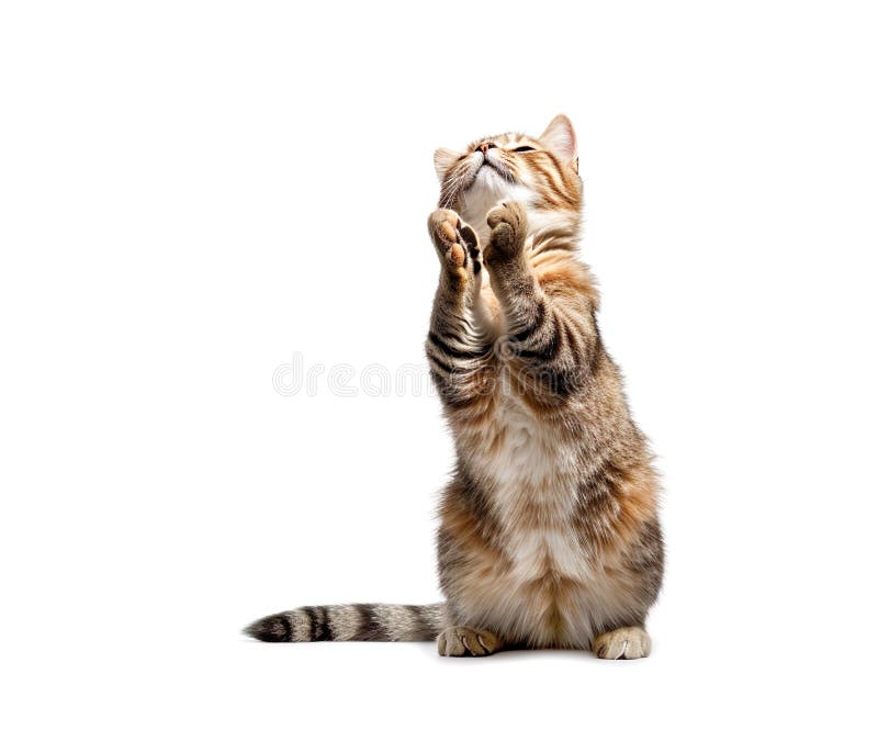 Cat Reach Stock Illustrations – 162 Cat Reach Stock Illustrations ...