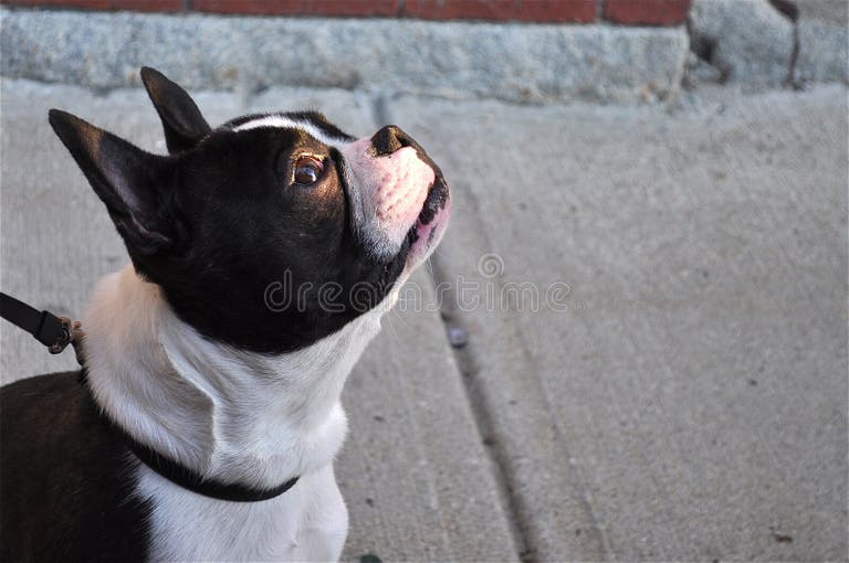 Praying Dog stock photo. Image of horizontal, caring - 26137560