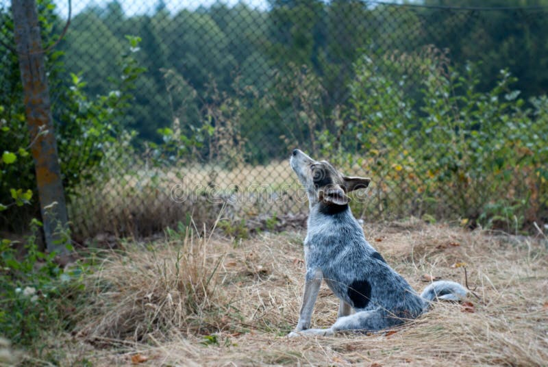 Praying Dog Pose Stock Photos - Free & Royalty-Free Stock Photos from ...