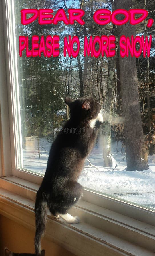 Praying kitten stock image. Image of winter, kitten, snow - 50963627