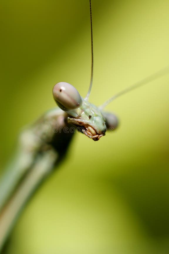 Praying mantis stock image. Image of protected, resting - 1200945