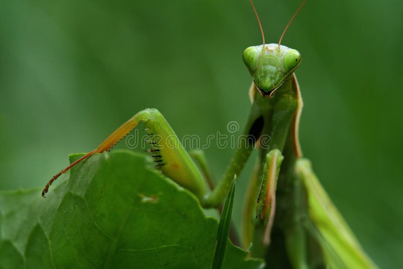 Praying mantis stock image. Image of mantis, portrait - 1258507