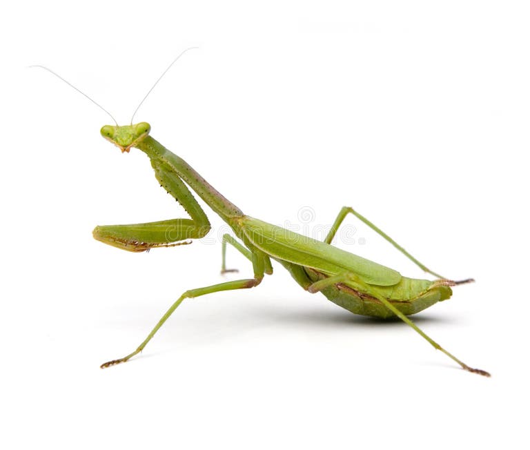 18,607 Praying Mantis Fursona Stock Photos - Free & Royalty-Free Stock ...