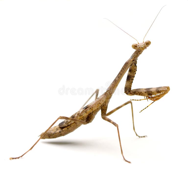 Praying Mantis Stagmomantis Carolina Stock Photos - Free & Royalty-Free ...