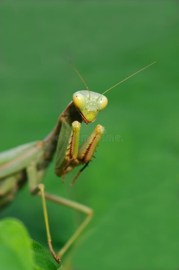 Praying Mantis stock photo. Image of mantis, isolated - 17276410