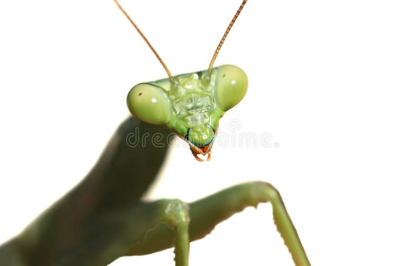569 Alien Insect Praying Mantis Stock Photos - Free & Royalty-Free ...
