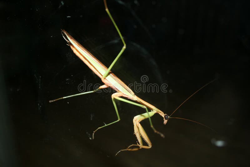 Praying Mantis stock photo. Image of mantis, spying, window - 18619074
