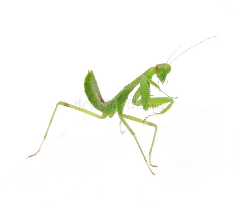 Praying Mantis Body. Symbol Of Stillness Meditation. Brown. Full Front ...