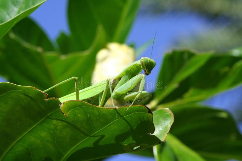 Praying Mantis stock image. Image of insect, eyes, fruit - 2028455