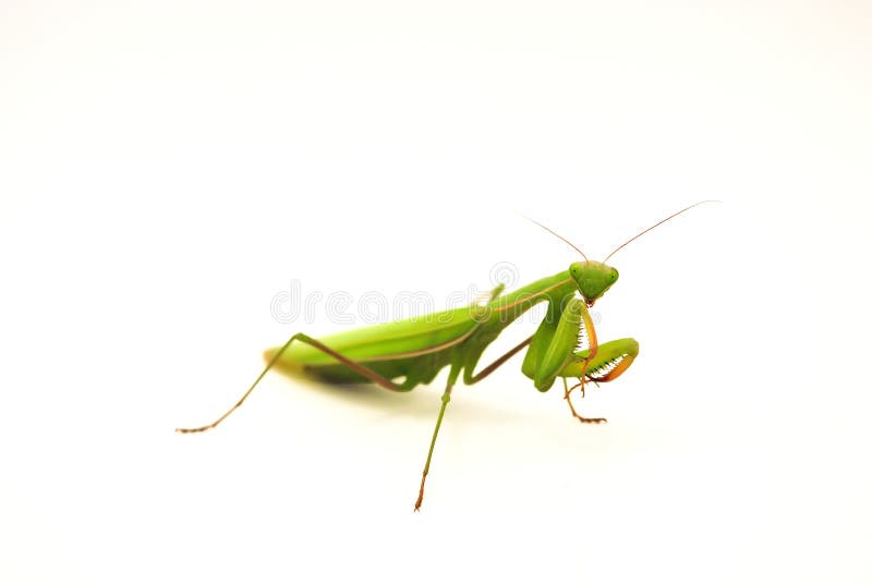 Praying Mantis Free Stock Photos & Pictures, Praying Mantis Royalty ...