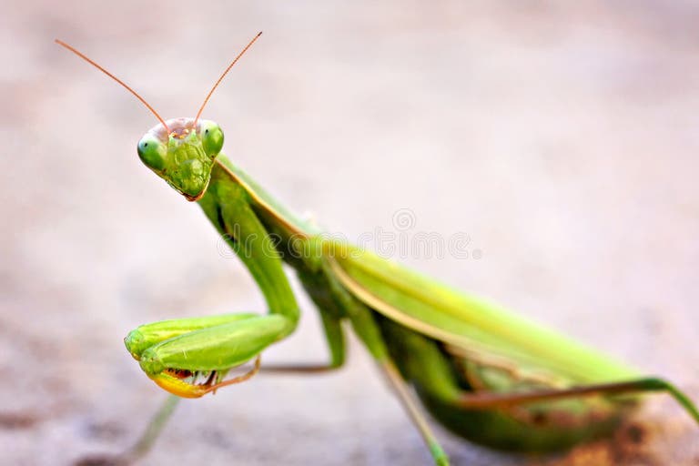 18,607 Praying Mantis Fursona Stock Photos - Free & Royalty-Free Stock ...