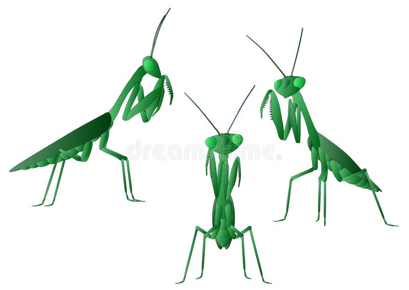 Praying Mantis Stock Illustrations – 4,450 Praying Mantis Stock ...