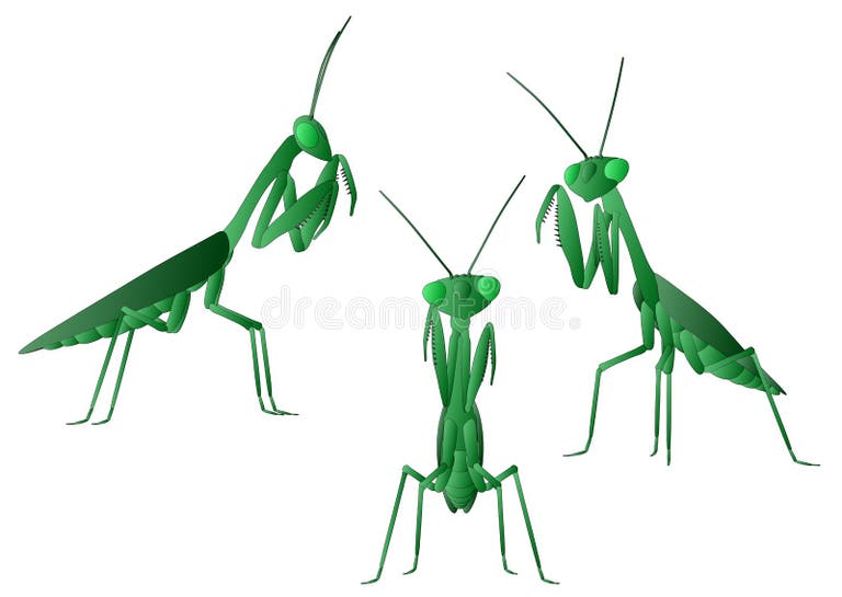 Praying Mantis Silhouettes Stock Illustrations – 41 Praying Mantis ...
