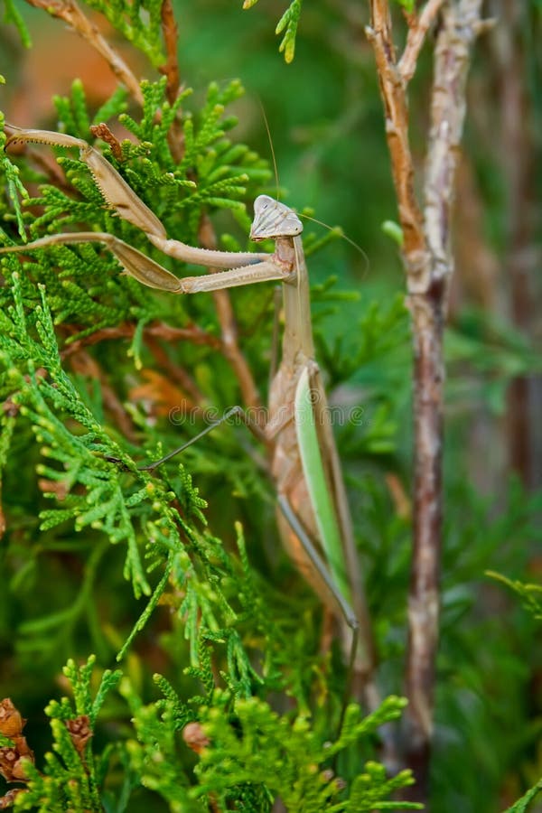 Praying Mantis stock image. Image of green, unique, praying - 3439247