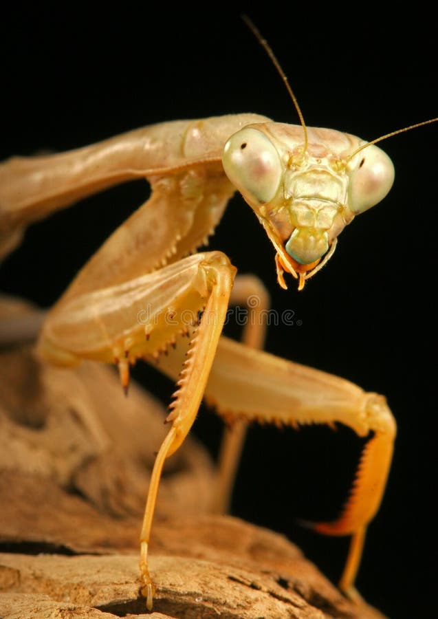 3,131 Praying Mantis Eyes Stock Photos - Free & Royalty-Free Stock ...