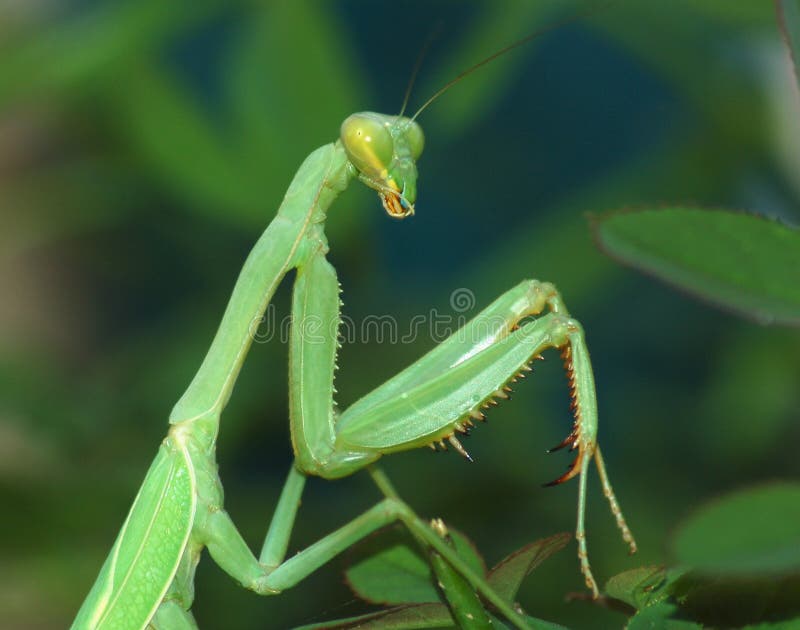 Praying Mantis stock photo. Image of mantis, winged, praying - 4653246