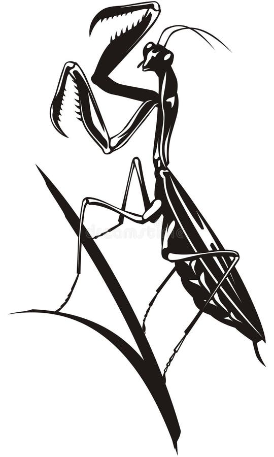 Praying Mantis Black And White Drawing