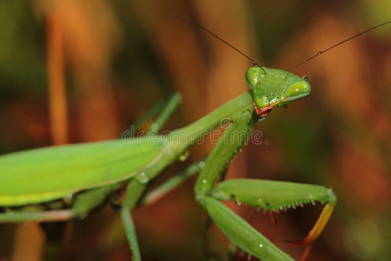 Praying Mantis. the African Mantis. Stock Image - Image of closeup ...
