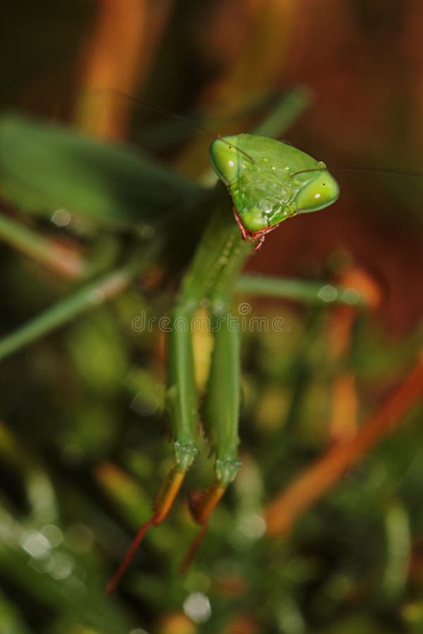 Praying Mantis. the African Mantis, this One is Also Called the Common ...