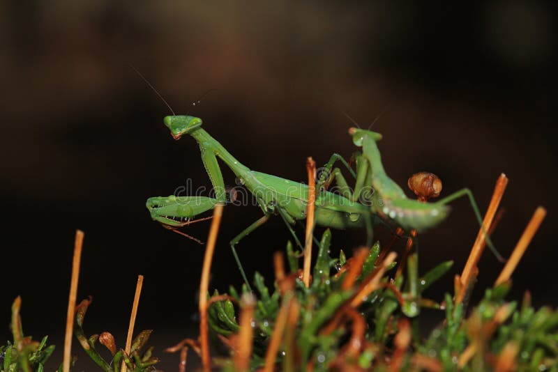 Praying Mantis. the African Mantis, this One is Also Called the Common ...
