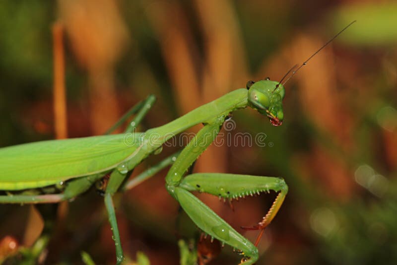 Praying Mantis. the African Mantis, this One is Also Called the Common ...