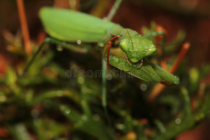 Praying Mantis. the African Mantis, this One is Also Called the Common ...