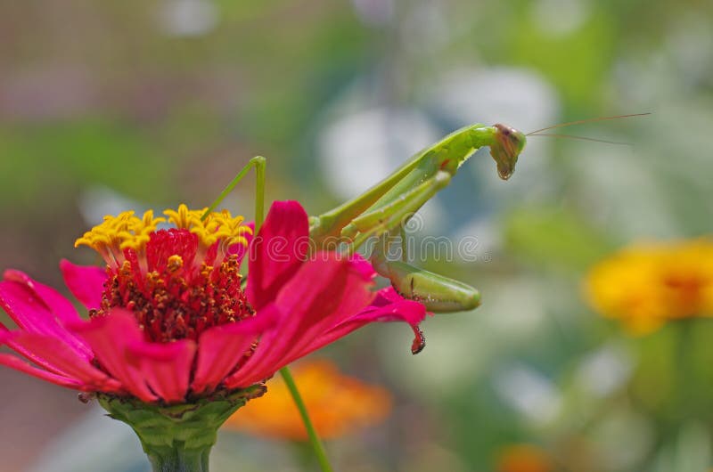 Praying Mantis Aiming at Prey Stock Photo - Image of wildlife, foreleg ...