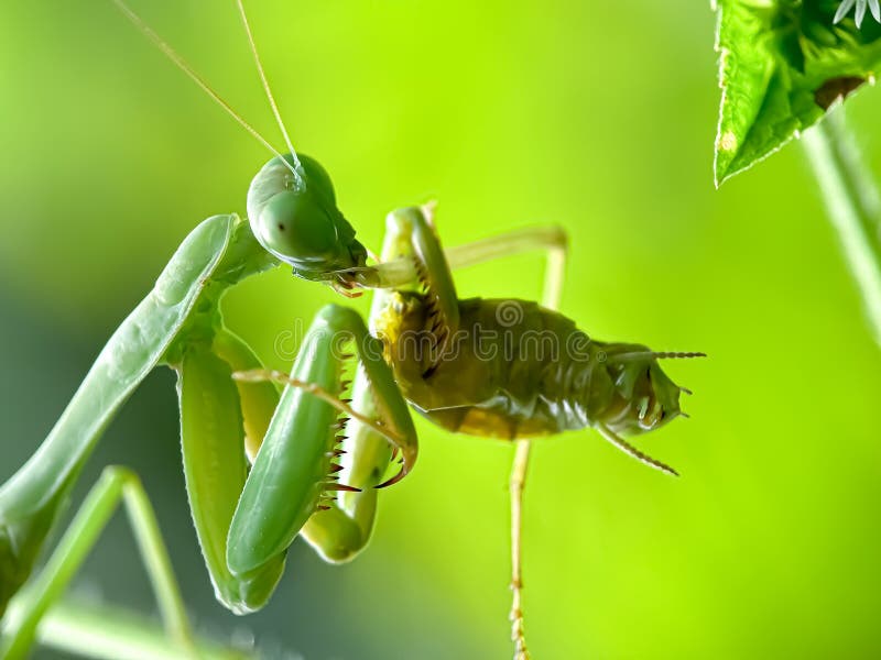 The Praying Mantis ( Amantis ) Stock Image - Image of micro, horizontal ...