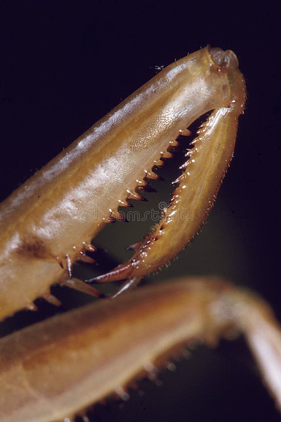Praying Mantis Arm stock photo. Image of chinese, pray - 28425820
