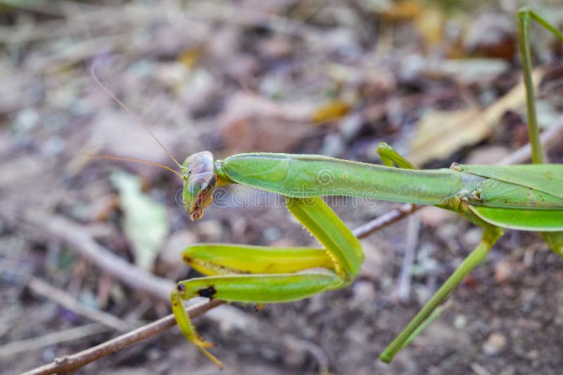 Praying mantis in Autumn stock image. Image of color - 259661209