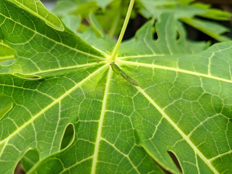 Praying Mantis Baby Perched on a Papaya Leaf Stock Photo - Image of ...