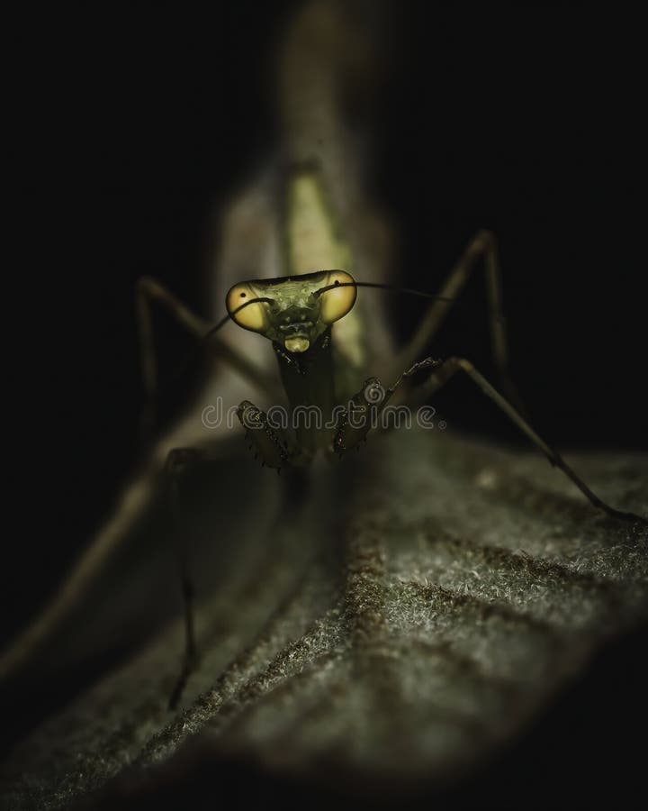 Praying Mantis on the Bac of a Leaf at Night Stock Photo - Image of ...