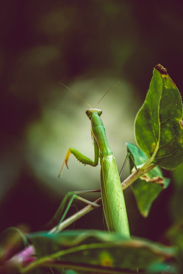 The praying mantis stock photo. Image of outdoor, summer - 281542390