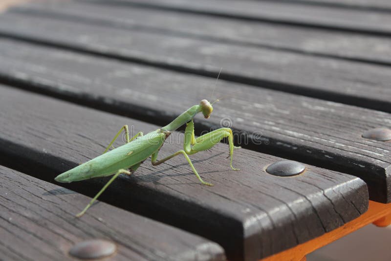 Praying Mantis Basking in the Sun Stock Image - Image of beautiful ...