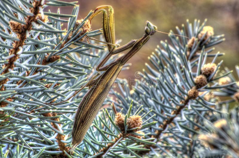 Mantis on Pine Cone stock image. Image of wildlife, nature - 24243127
