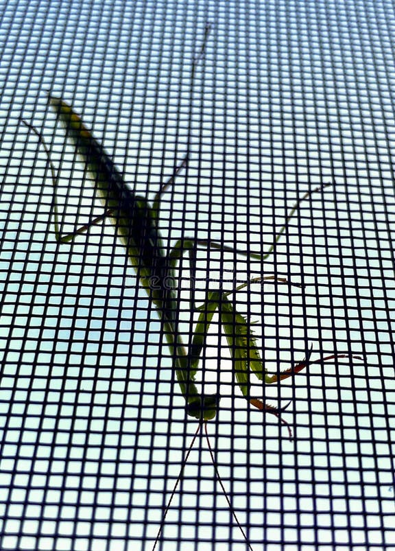 Praying Mantis, Mantis Behind a Fly Screen at the Window Stock Photo ...