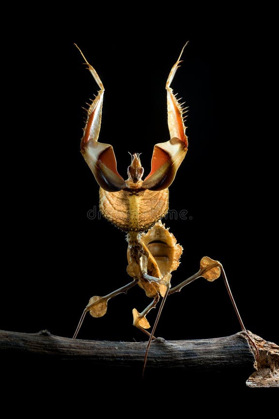 A Praying Mantis on a Black Background Stock Image - Image of mythology ...