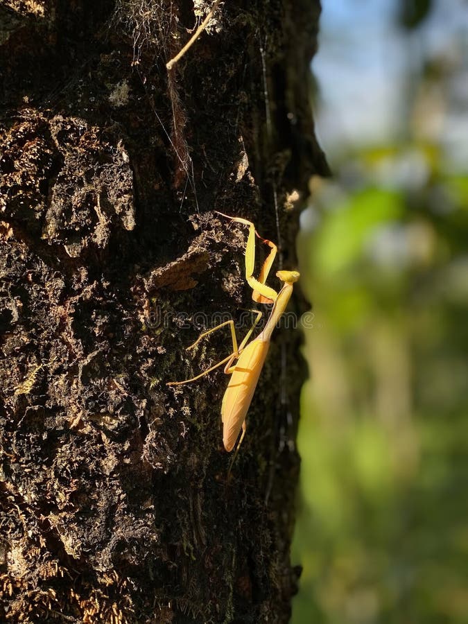 Praying Mantis Blending in on Tree Bark in Natural Sunlight Stock Photo ...