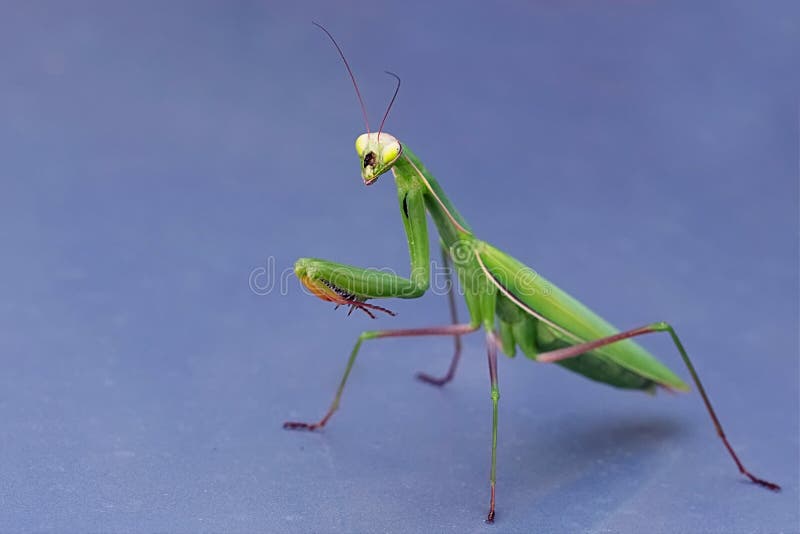 Praying Mantis on a Blue Grey Background Stock Image - Image of insect ...