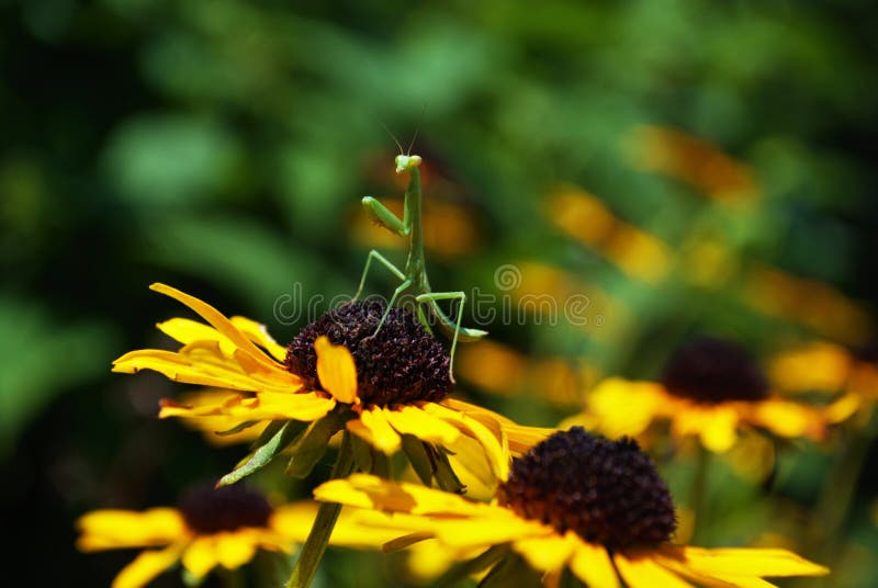 Praying Mantis on a Bright Flower Stock Image - Image of head, female ...
