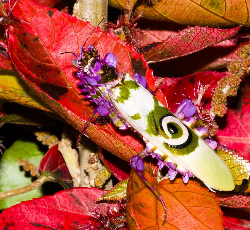 Praying Mantis on Bright Red Leaves, Shortly after Its Metamorphosis ...