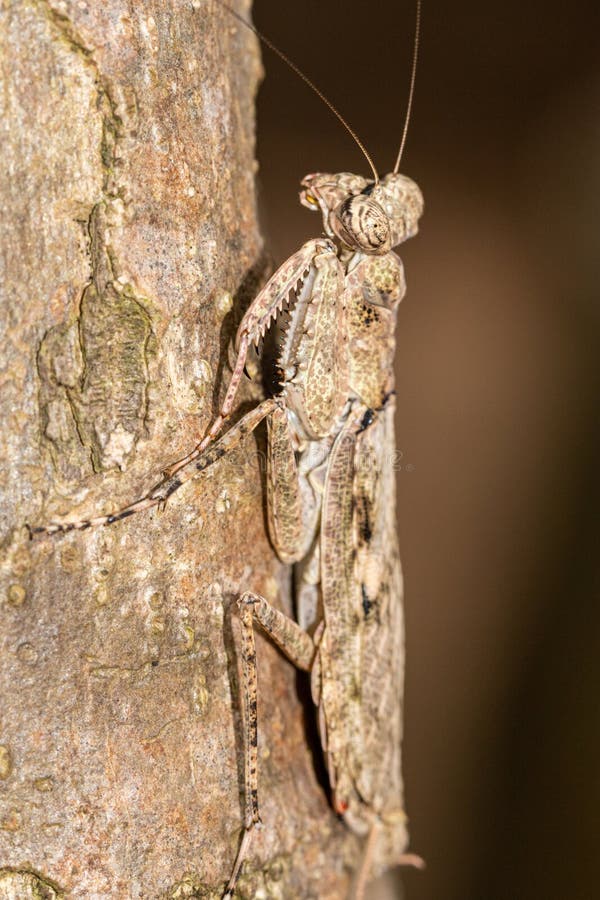 Praying Mantis Camouflages Itself To Match the Texture of Tree Bark ...