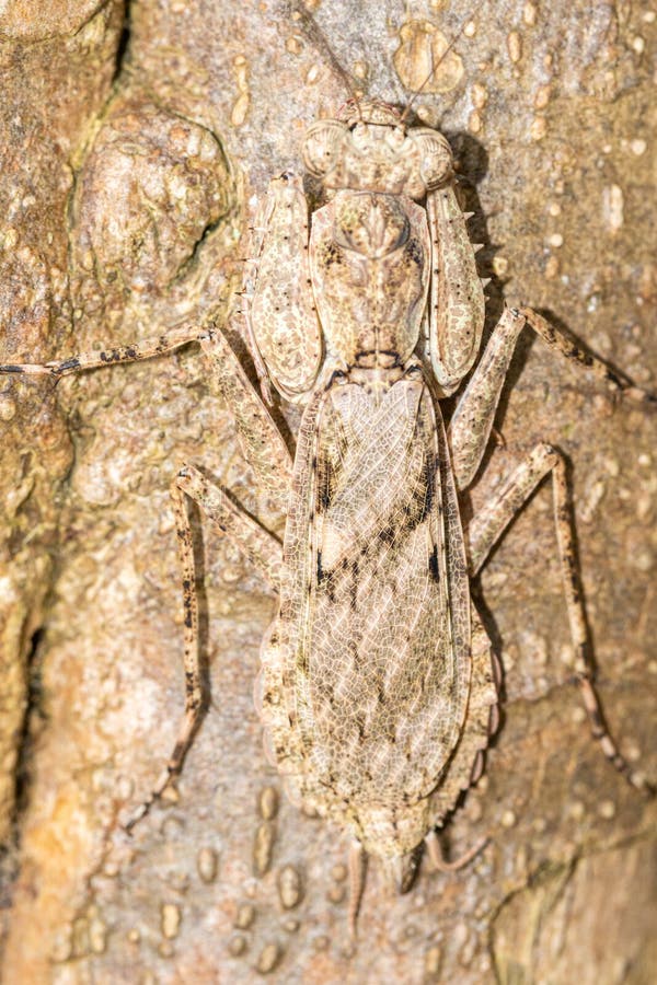 Praying Mantis Camouflages Itself To Match the Texture of Tree Bark ...