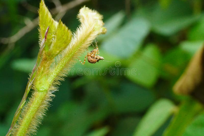 Photo Macro of a Mantis on the Leaf Stock Image - Image of marco ...