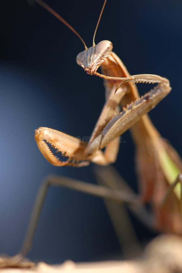 Praying Mantis stock photo. Image of wildlife, hunter - 2442516