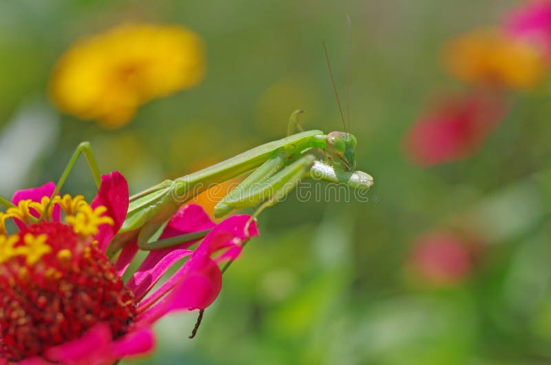 Praying Mantis Cleaning Its Foreleg Stock Photo - Image of mantis, wild ...