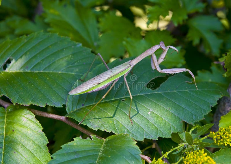 Praying Mantis Cleaning after Snack Stock Image - Image of computer ...