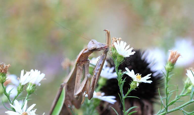 Praying Mantis Cleaning Weapons in Early Fall Stock Image - Image of ...